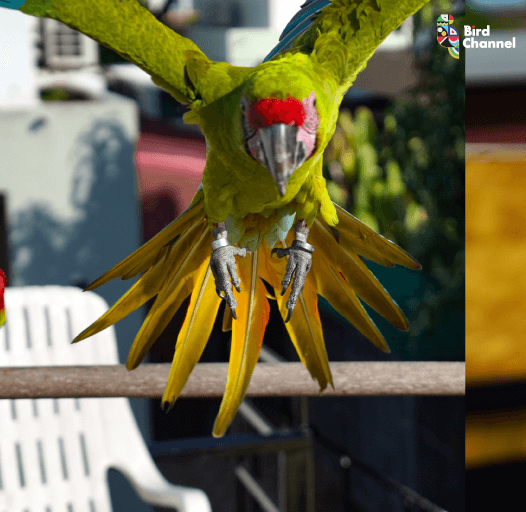 Monte Buffon Macaw - โรงเรียนฝึกสอนนกบินอิสระ BirdChannel