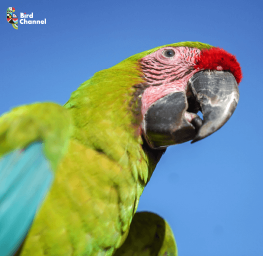 Monte Buffon Macaw - โรงเรียนฝึกสอนนกบินอิสระ BirdChannel