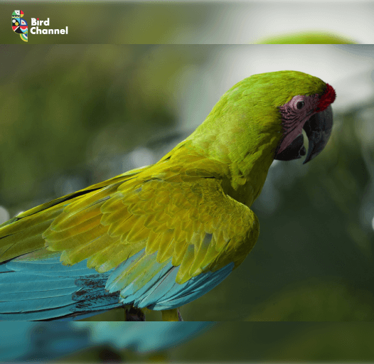 Monte Buffon Macaw - โรงเรียนฝึกสอนนกบินอิสระ BirdChannel