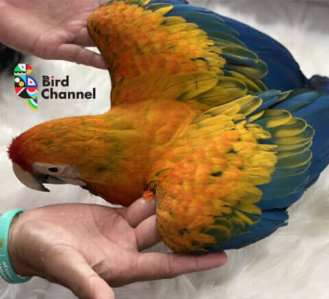 Capri Macaw 1.5Million Baht - โรงเรียนฝึกสอนนกบินอิสระ BirdChannel