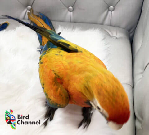 Capri Macaw 1.5Million Baht - โรงเรียนฝึกสอนนกบินอิสระ BirdChannel