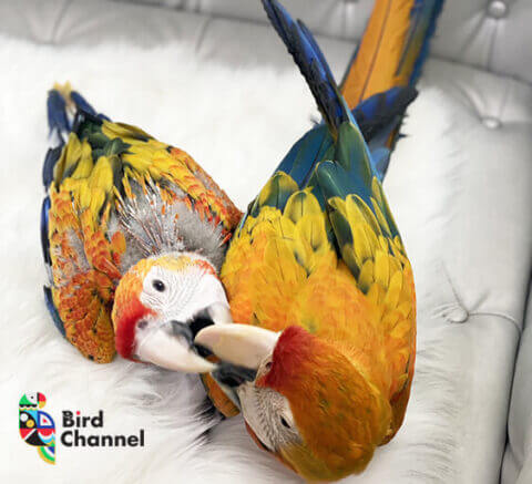 Capri Macaw 1.5Million Baht - โรงเรียนฝึกสอนนกบินอิสระ BirdChannel