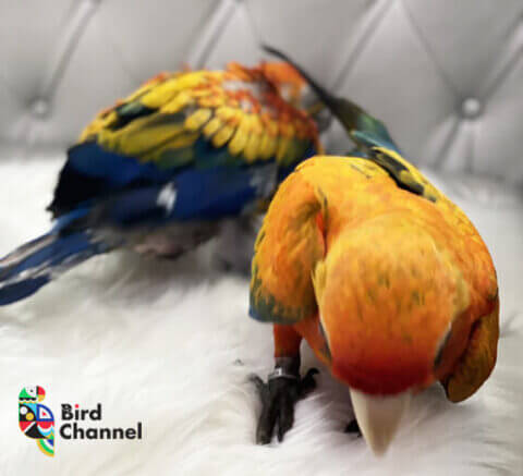 Capri Macaw 1.5Million Baht - โรงเรียนฝึกสอนนกบินอิสระ BirdChannel