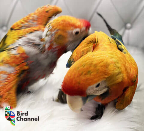 Capri Macaw 1.5Million Baht - โรงเรียนฝึกสอนนกบินอิสระ BirdChannel