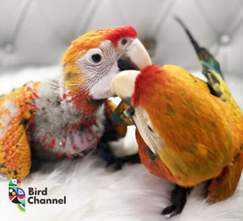 Capri Macaw 1.5Million Baht - โรงเรียนฝึกสอนนกบินอิสระ BirdChannel