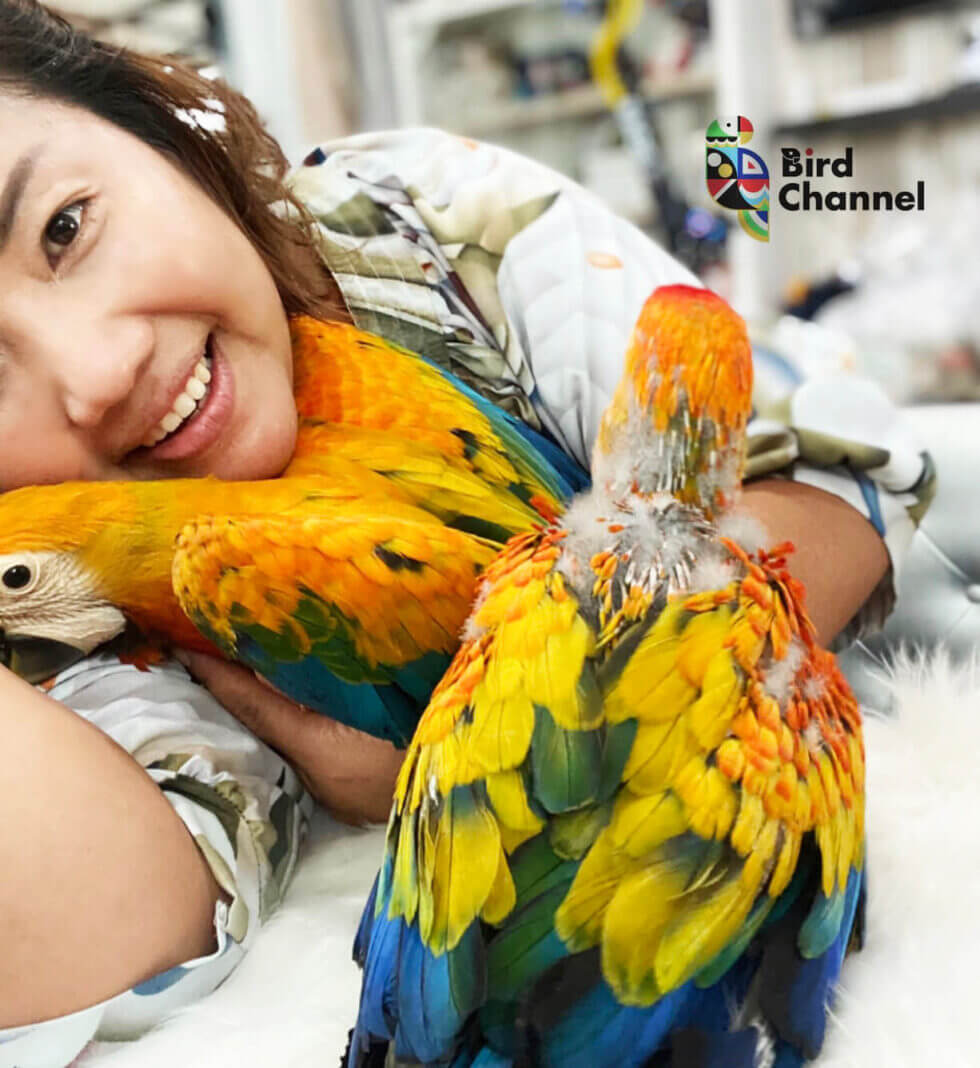 hyacinth macaw Pair พ่อแม่ 3Million Baht - โรงเรียนฝึกนกบิน Birdchannel